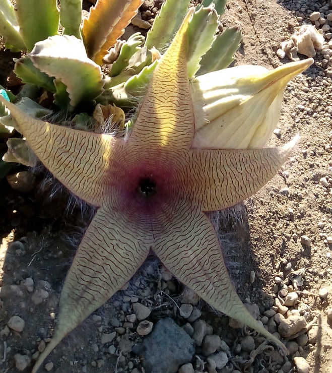 Esencia de Cactus estrella de la tierra - PHI Essences